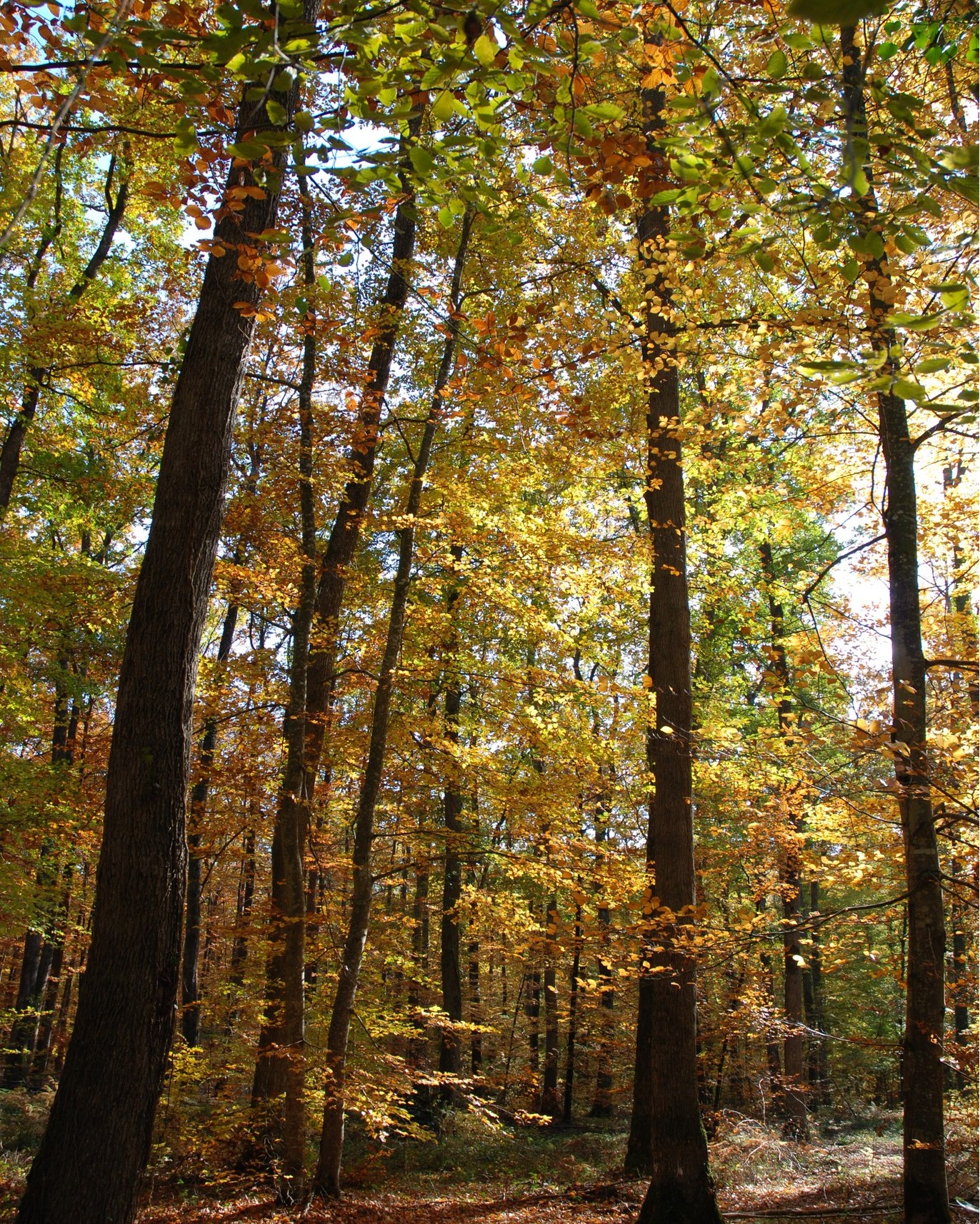 Vienne Nature sur le pays mélusin - CSC "La Maison pour Tous du pays ...